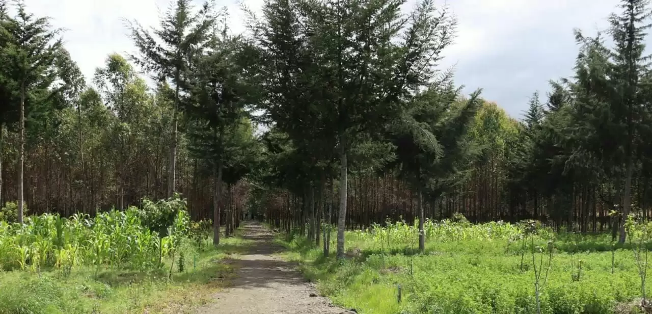 Land for sale in Kariamu Ol Kalau in Nyandarua, Kenya | Propscout