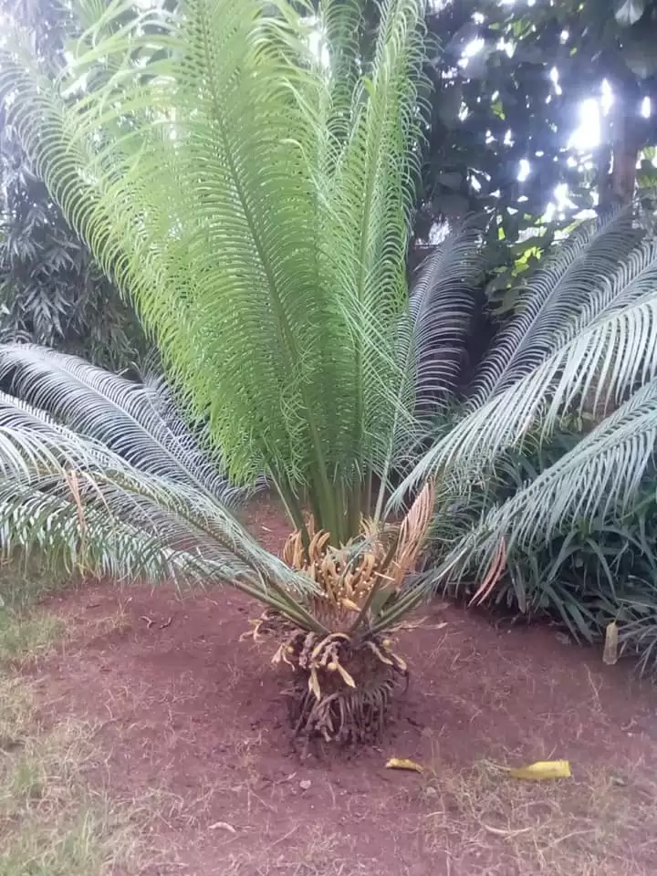 10 bedroom house for sale in Thome Marurui in Thome, Nairobi, Kenya ...